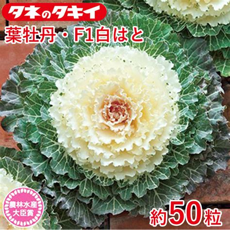【楽天市場】葉牡丹 F1白はと 約50粒 タキイ交配 花壇 生育旺盛 ハボタン はぼたん 混合種子 種子 種 栽培 通販：カワシマ園芸 楽天市場店