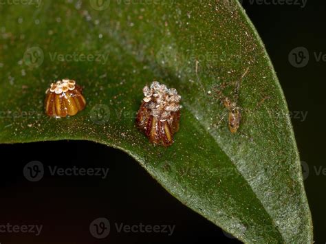 Assassin Bug Nymph Stock Photo At Vecteezy