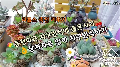 다육이 동형다육 자구번식 시기와방법💢리톱스키우기 축전 키우기💚 상처없이 자구번식하기💐 Youtube