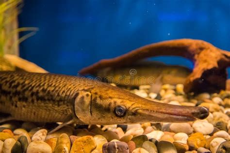 Le Poisson Dorphie Dalligator Spatule Datractosteus Nage Dans Le