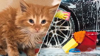Pets Fox News