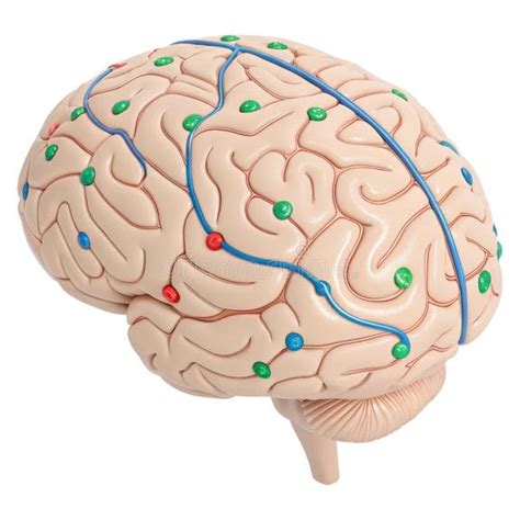 A Human Brain Model With Colored Markings Sections Seem To Map Various Neural Networks