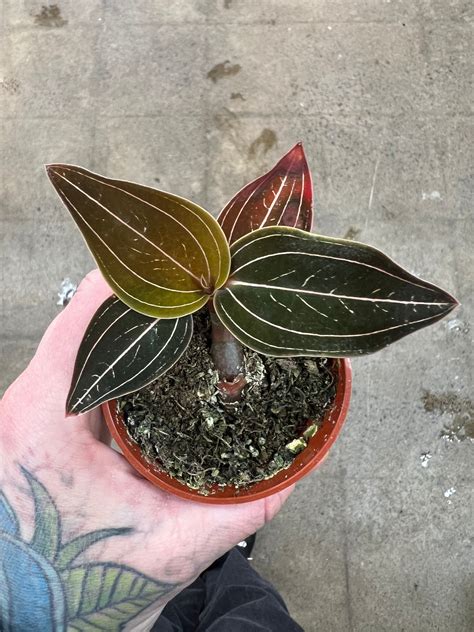 Jewel Orchid Ludisia Discolor Jungleroseinc