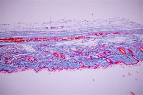 Characteristics Tissue Of Human Scalp Skin Human From General Body Surface And Showing Sweat
