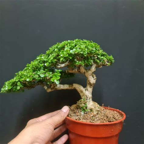 Bonsai Bebuas Taiwan Shopee Malaysia