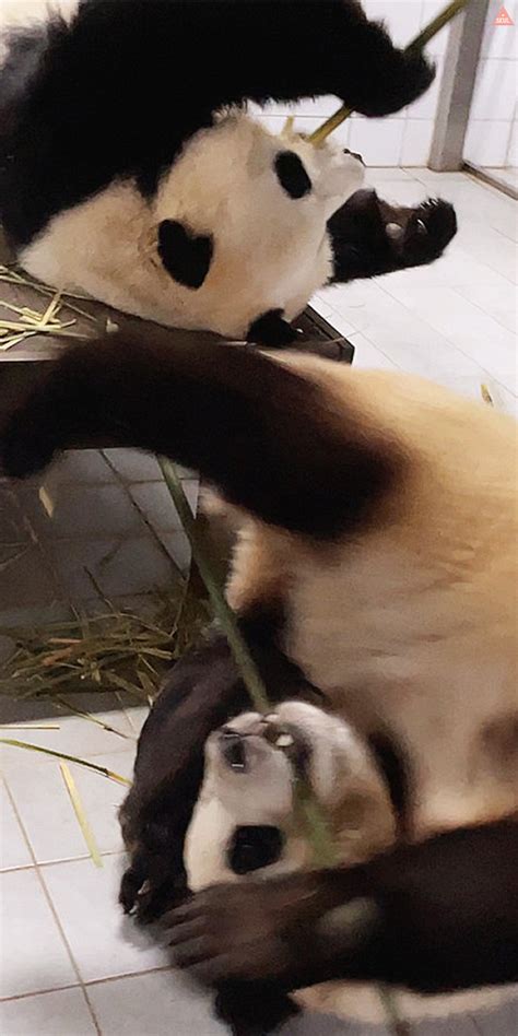 아이바오 X 푸바오 에버랜드 판다월드 배경화면 By 슬짱