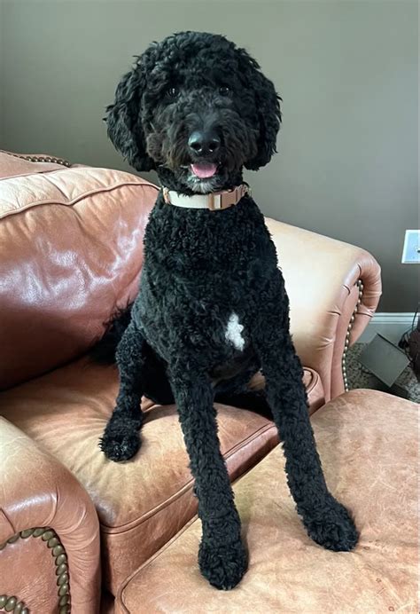 My Sweet Elliot 😍 Black Poodle Sitting On Leather Couch Black Poodle