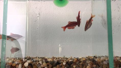 Cherry Barb Breeding 2 Youtube