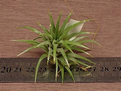 Yahoo オークション Tillandsia Ionantha Selecta チランジア・イ
