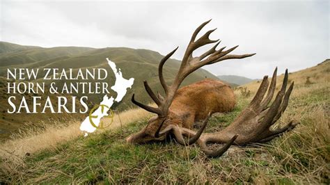 New Zealand Horn And Antler Safarisnew Zealand Hunting Outfitterred