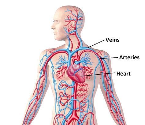 Circulatory System Diagram With No Labels Circulatory System