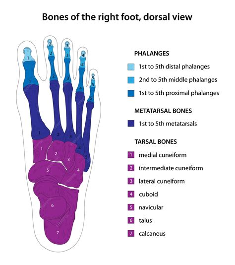 Premium Vector Bones Of The Right Foot Dorsal View