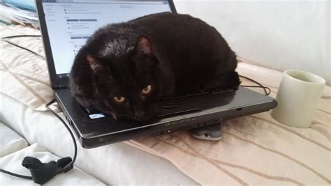 Chatgpt Nonsensopedia Polska Encyklopedia Humoru