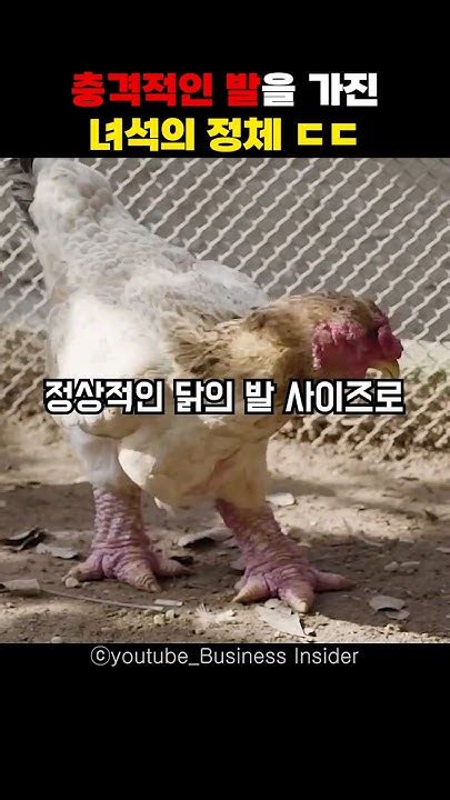 공룡의 발을 가진 닭 Youtube