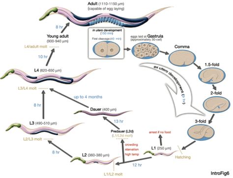 1 Life Cycle Of Celegans After Fertilization Of The Egg The Zygote