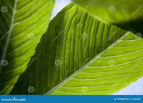 The Structure Of The Leaf Stock Photo Image Of Beauty 209600192
