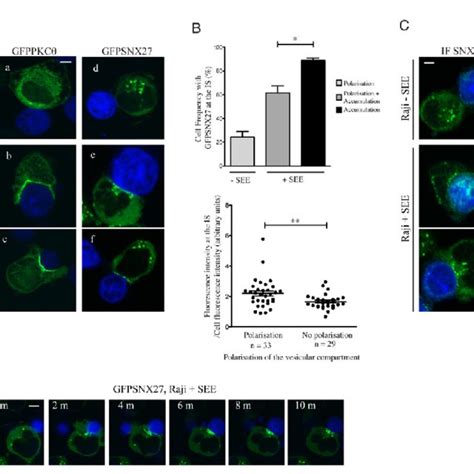 Gfpsnx27 Recruitment To The Immunological Synapse Requires Pi3p