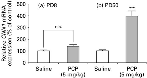 detection of ccn1 mrna as a developmentally regulated pcp responsive