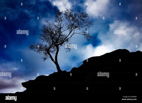 Tree Growing Out Rock Hi Res Stock Photography And Images Alamy