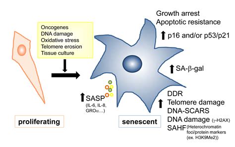 Techniques To Induce And Quantify Cellular Senescence Protocol
