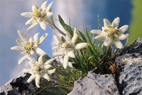 Үхэшгүй мөнхийн бэлэгдэл цагаан уул Цэцэгсийн бэлгэдэл Facebook