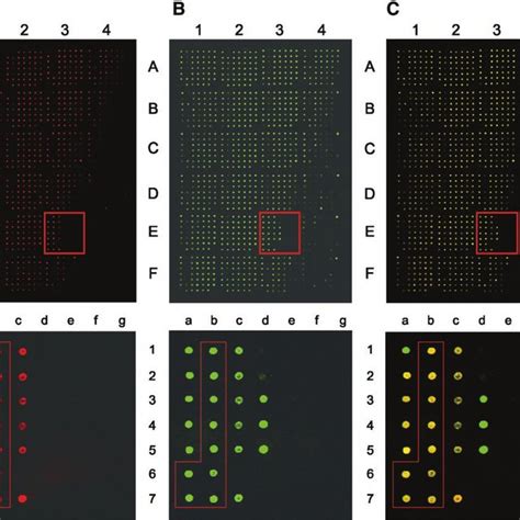 Typical Example Of A Microarray Experiment Utilizing Cdna Synthesized Download Scientific