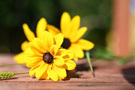 Цветя Жълти Букет Безплатни фотографии на Pixabay Pixabay