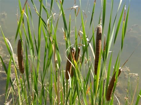 Common Emergent Aquatic Plants Kasco Marine