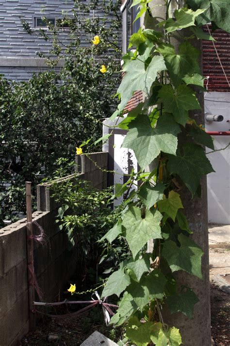 수세미오이 Luffa Aegyptiaca Picturethis