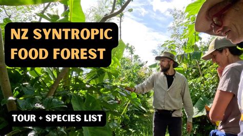 2 5 Year Syntropic Food Forest Tour Species List Youtube