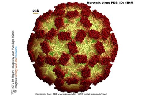 Norwalk Like Virus Infection