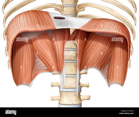 Contracción Del Diafragma