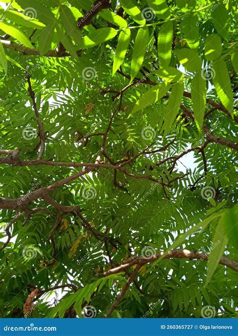 Tree Branches View From Bottom To Top Stock Image Image Of Plant Flower 260365727