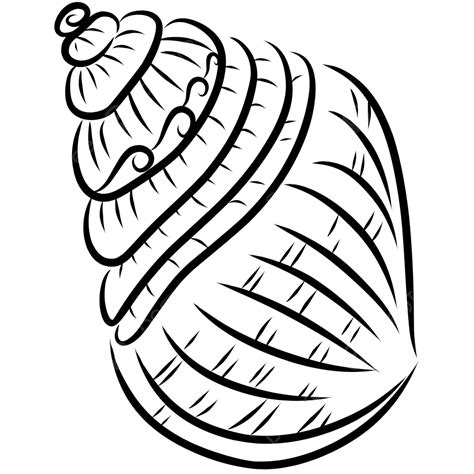 Shell Outline