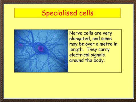 Ppt Igcse Biology Section 2 Lesson 1 Powerpoint Presentation Free Download Id 9512791