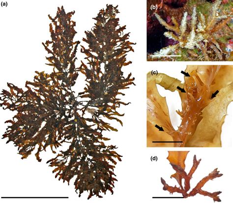 Multigene Phylogenetics Of Sargassum Phaeophyceae Revealed Low