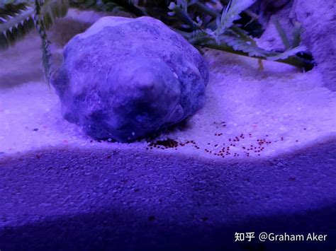 新手记录一个45海缸开缸 知乎