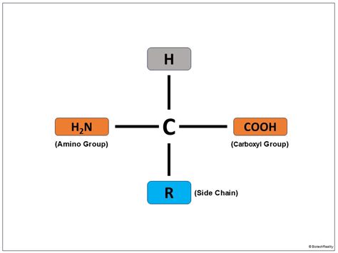 Amino Acids Properties Structure And Classes