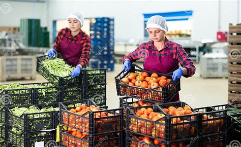Women Stacking Crates Full Of Vegetables In Factory Storehouse Stock Image Image Of Caucasian