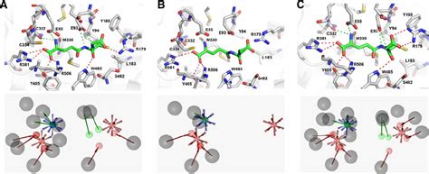 representative binding modes for gsh during simulation obtained by rmsd