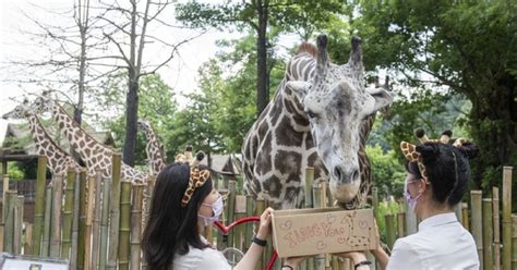 에버랜드 세계 기린의 날 맞아 기린 보호 활동 진행