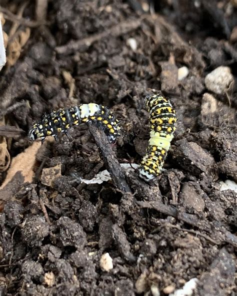 What Bug Is This In Southern Ontario Canada R Whatsthisbug