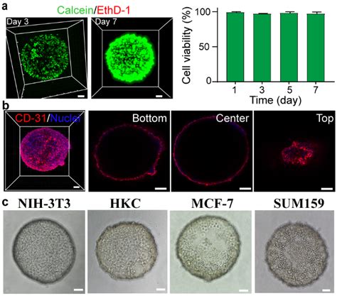 清华大学林金明教授团队《acs Ami》：具有“凹坑”微结构表面的水凝胶微粒 有望作为新型微载体 中国聚合物网科教新闻