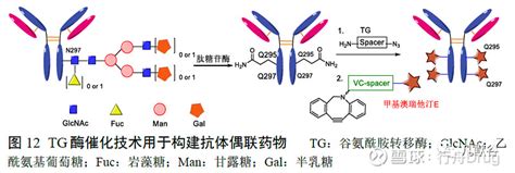 抗体偶联药物中连接技术研究进展 点击上方的 行舟Drug 添加关注 抗体偶联药物中连接技术研究进展来源中国新药与临床杂志 2022年作者李