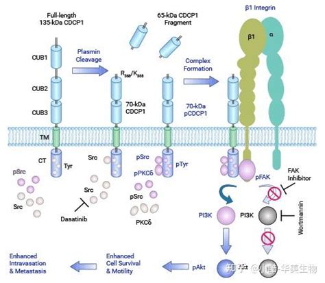 Cdcp1蛋白：一种致癌信号通路的关键枢纽，抗肿瘤药物新兴靶点！ 知乎