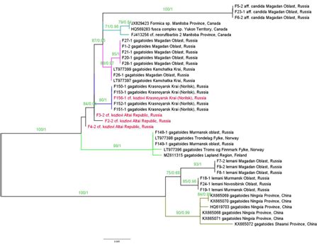 the maximum likelihood phylogenetic tree based on the coi gene