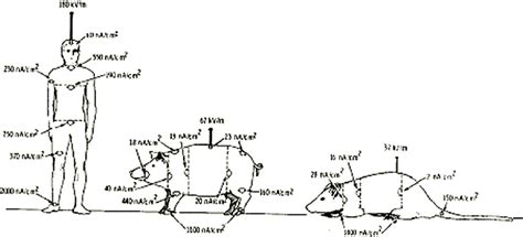 8 Current Density Through Selected Axial Cross Sections Of Human