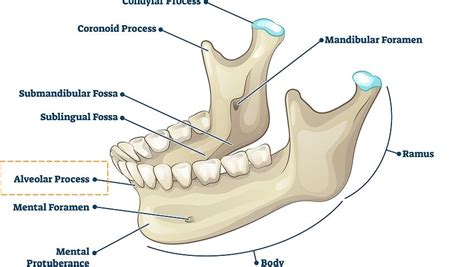 What Is The Alveolar Process