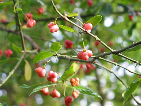 Spindle How To Grow Trees