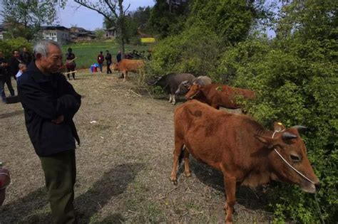 想帶你去趕趕廣元蜀道上的古騾馬會 每日頭條